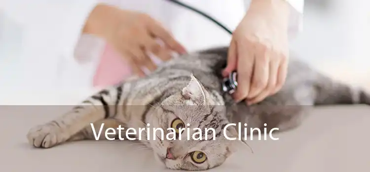 Veterinarian Clinic - Emergency Vet And Pet Clinic Near Me